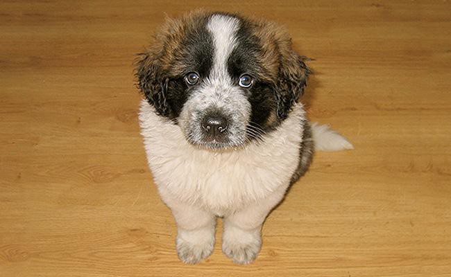 Saint Bernard - All Must-Know Breed Information - Petmoo