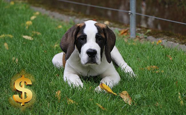 Saint Bernard - All Must-Know Breed Information - Petmoo